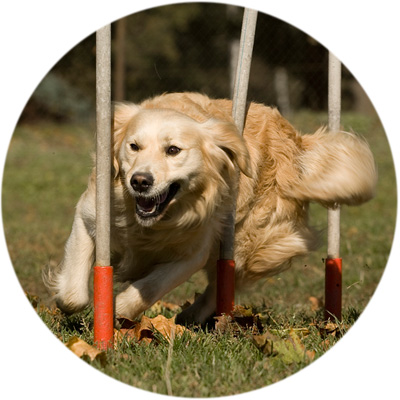 An-Dog-Agility-1 – NZ Trophies