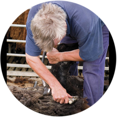 An-Sheepshearing – NZ Trophies